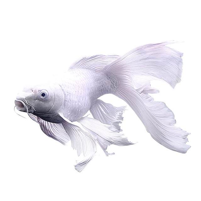 Taiwan butterfly carp live fish medium and large ornamental fish long ...