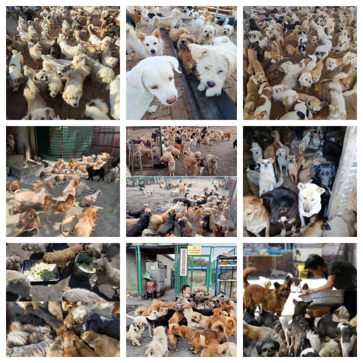 Love Cloud Feeding Stray Cats and Dogs Stray Dog Food Alibaba Stray ...