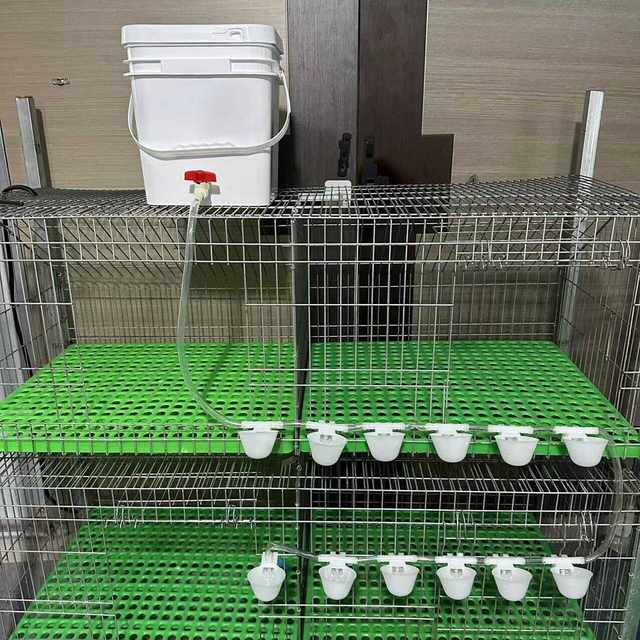 Automatic water feeder Rudin chicken pigeon drinking water set ...