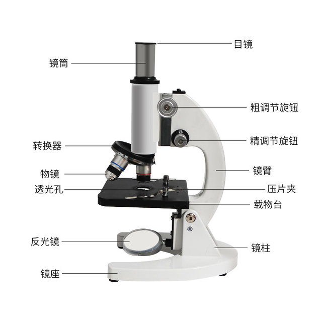 Microscope for middle school students that can see bacteria. Microscope ...