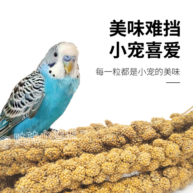 Parrot grain ears shelled yellow millet tiger skin peony black phoenix ...