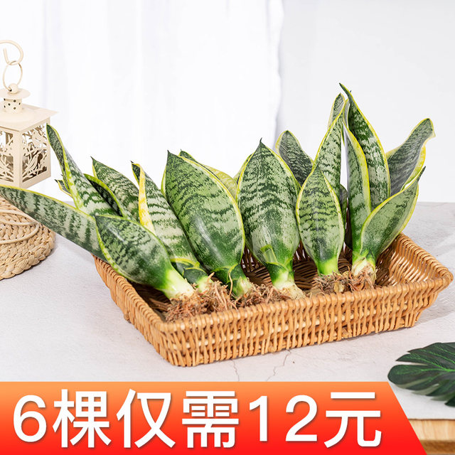 Tiger Pilan potted plant Tiger Pilan Great Phnom Penh Tiger -tosslan ...