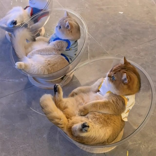 Space capsule cat nest is warm in winter and can be used in all seasons ...