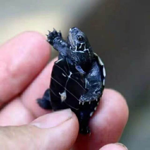 The little turtle, all black belly, Chinese tortoise seedlings, live ...
