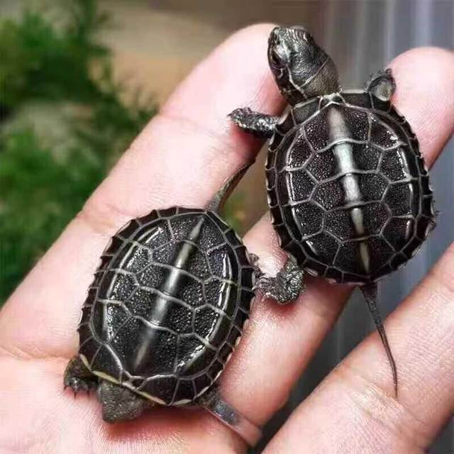 Pure Blood Tong Ding ink Turtle Seedlings Living Pets Outer Ponds ...