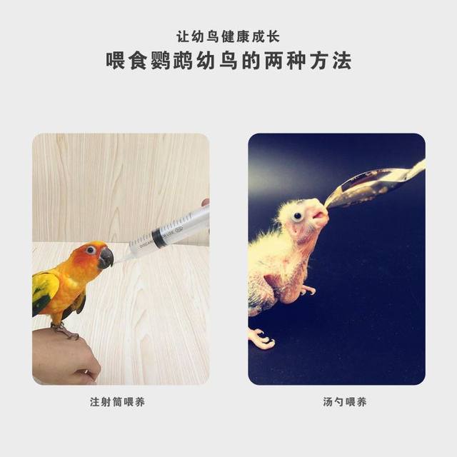 Parrot milk feeder black phoenix and tiger skin BB baby bird milk ...