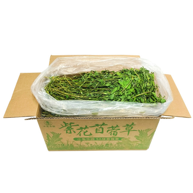 Alfalfa grass rabbit food alfalfa grass edible grass rabbit food ...