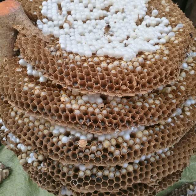 Fried bee pupae (half Jin [Jin is equal to 0.5 kg]), a local specialty ...