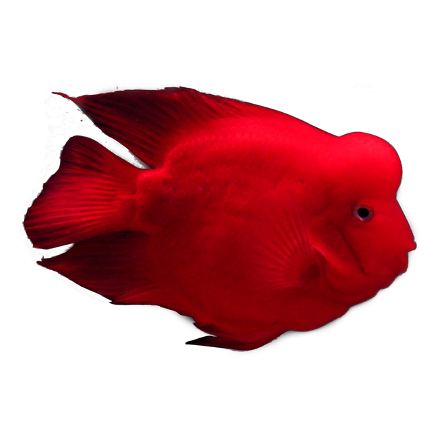 Blood red parrot fish live lucky cat tropical silver arowana ornamental ...