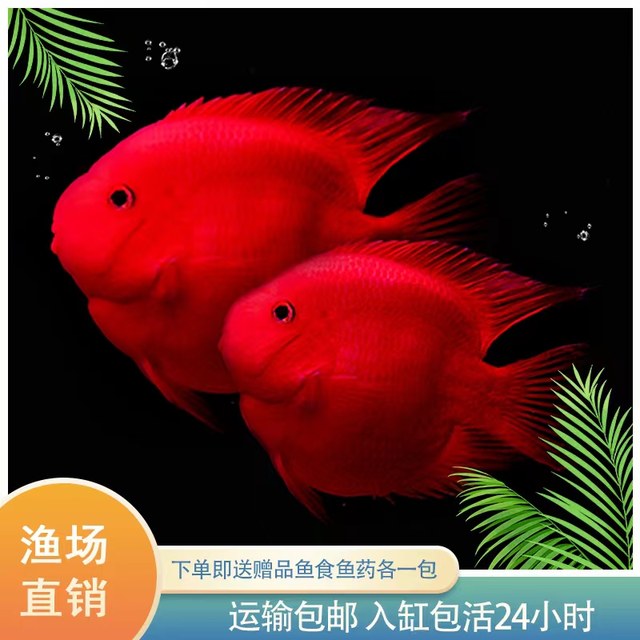 Red parrot fish ornamental fish tropical fish freshwater fish fortune ...