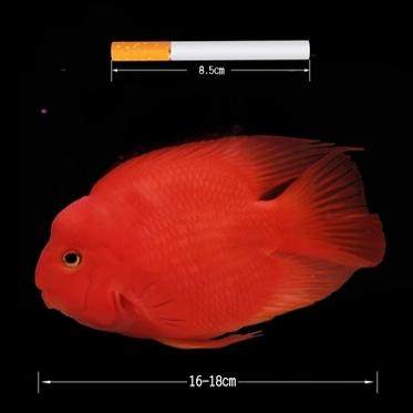 Red parrot fish, ornamental fish, tropical fish, freshwater fish, feng ...