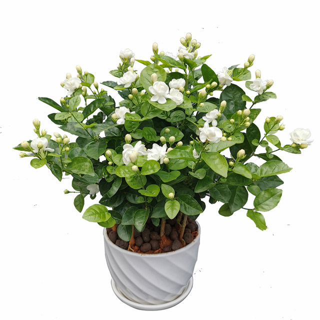 Hengxian jasmine seedlings potted seedlings old pile flowers strong ...
