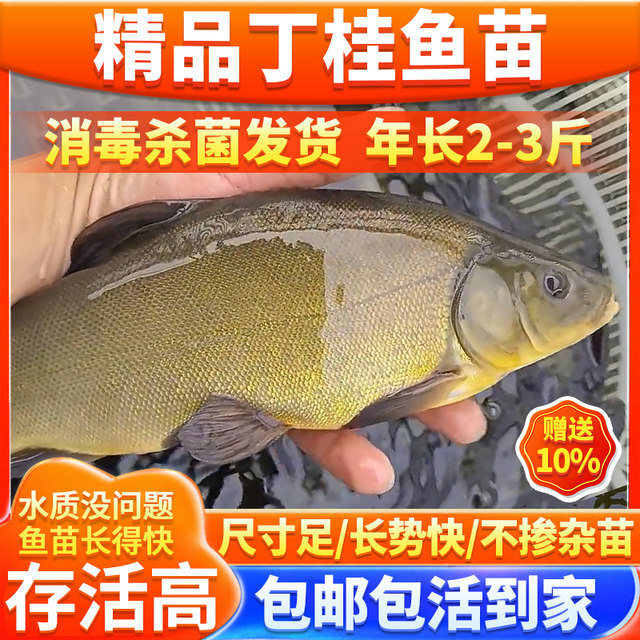 Dinggui fish seedlings Freshwater farming, consumption of European big ...