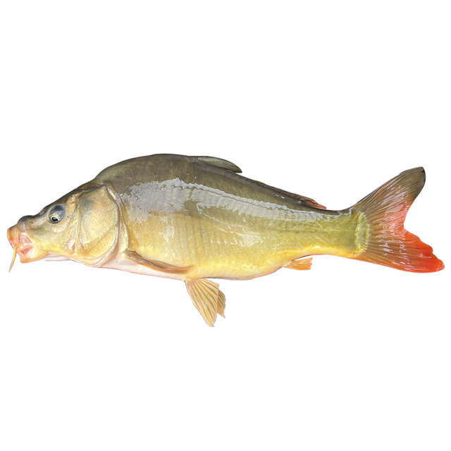 Carp fry are armor-free and scale-free. They are cultured as edible ...
