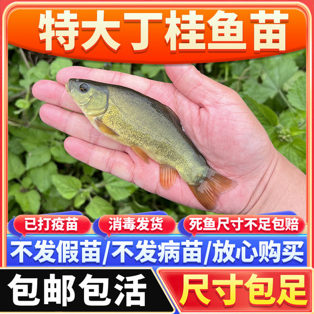 Ding Gui fish fry freshwater culture edible European big Ding Gui fish ...