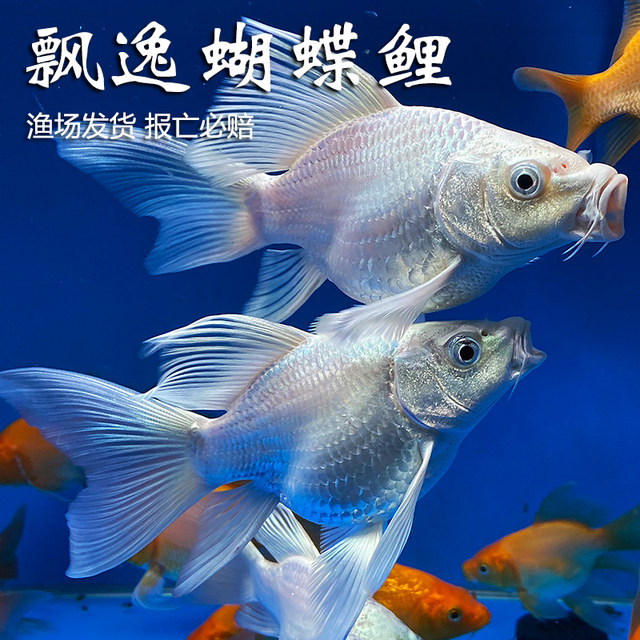 Taiwan purebred butterfly carp platinum sphere dragon butterfly carp ...