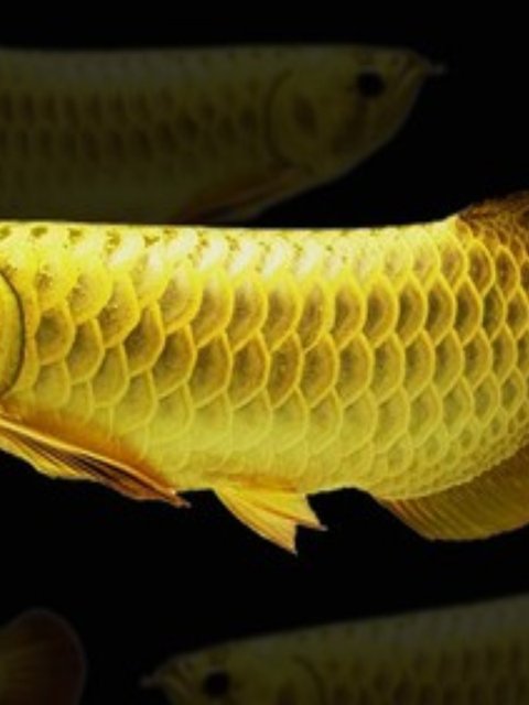Golden dragon fish live fish fry blue bottom high back golden head over ...