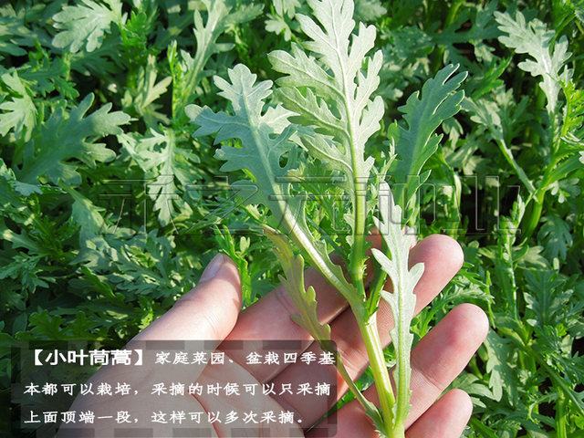 Small-leaf chrysanthemum chrysanthemum seeds full farm chrysanthemum ...