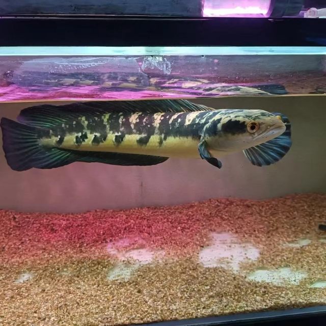 Black Demon Thunder Dragon Fish Live Arowana with Fish Meat Large ...