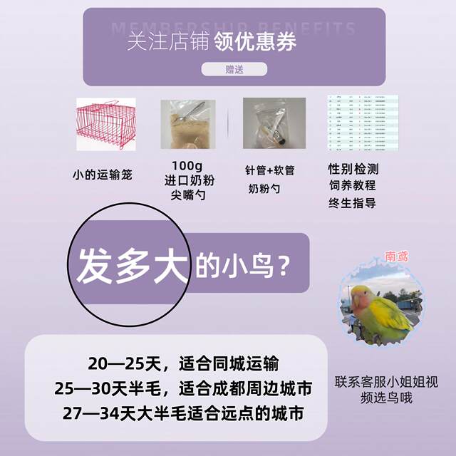 Hand -raising chicks, young birds, hand -raising pets, half -haired ...