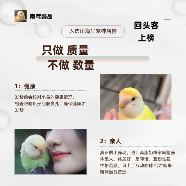 Hand -raising chicks, young birds, hand -raising pets, half -haired ...