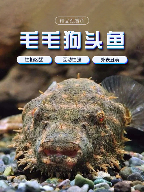 Mao Mao Dog's Head Fish zebra Crown Freshwater Puffer Puffer Submarine v