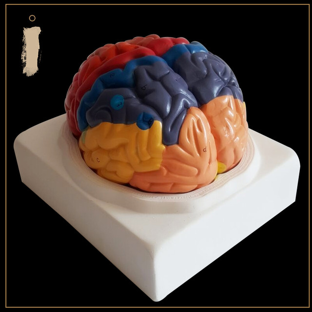 Natural brain anatomy model Cerebral artery anatomy model Neurology ...