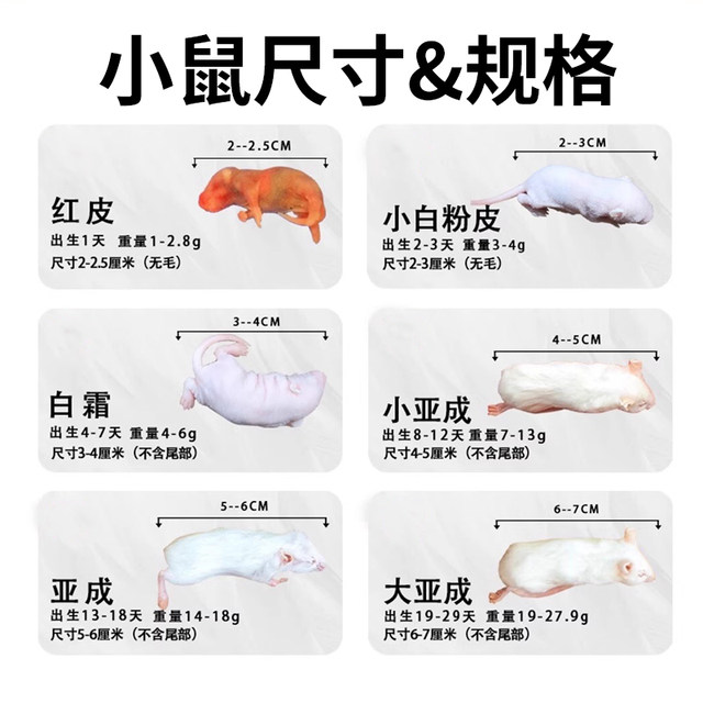 Frozen milk rats red skin frozen mice frozen mice feed snake frozen rat ...
