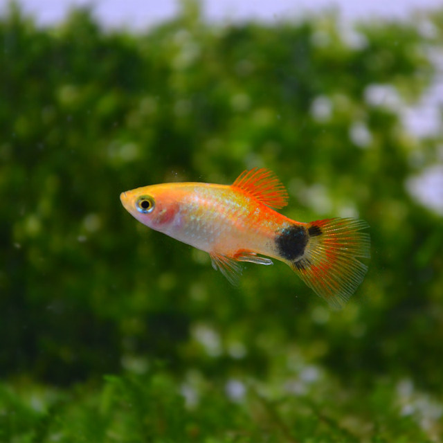 Mary Ball Fish Mask Tool Fish Small ornamental Fish Live Tropical Fish ...