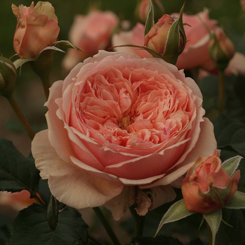 Zhenzhou rose flower seedlings, large flowers, strong fragrance, heat ...