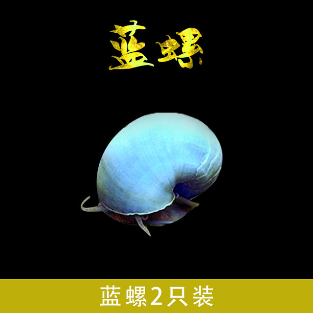 Watching snail apple mysterious yellow snail gold zebra onion tool tool ...