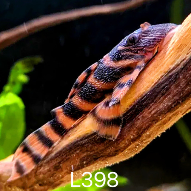 Alenka Red Tiger L397 special-shaped fish ornamental tropical fish ...