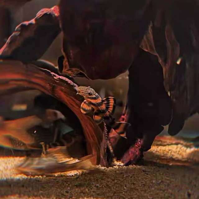 Alenka Red Tiger L397 special-shaped fish ornamental tropical fish ...