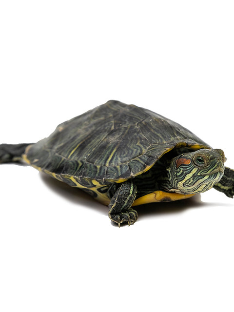 Golden Brazilian Turtle Turtle Live Pet Small Turtle Seedlings Live ...