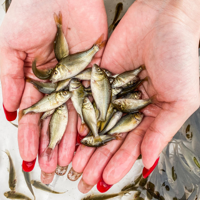 Black carp fry live large fry freshwater rice field rice flower red ...