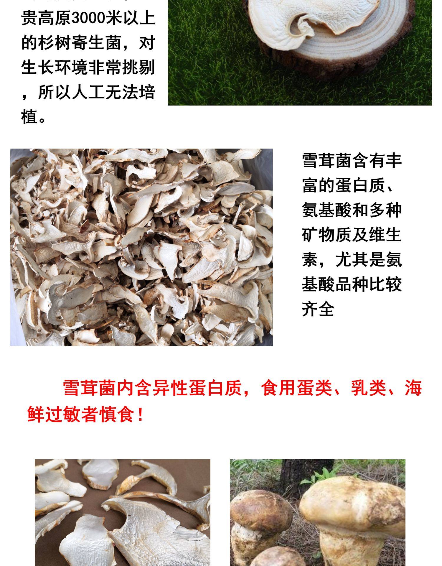 Snow mushroom wild mushroom, mountain matsutake, yunnan specialty ...