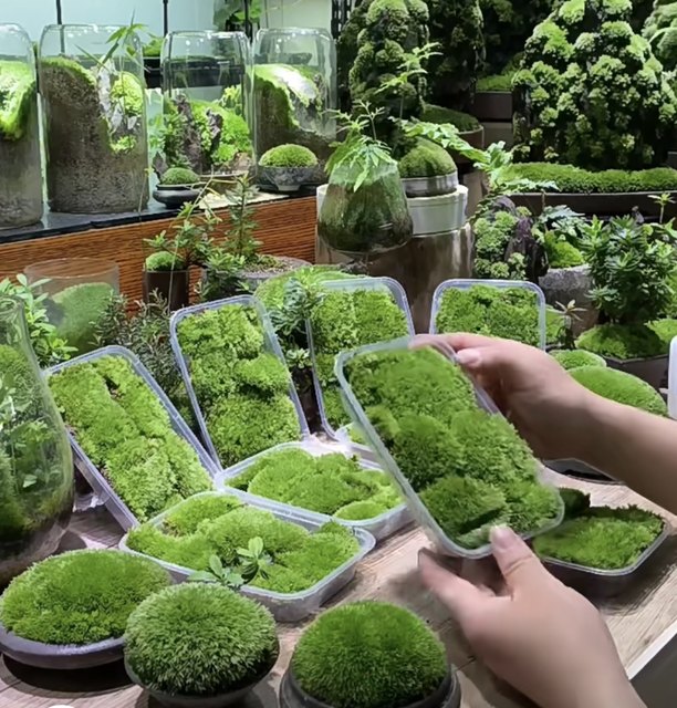 Fresh moss, moss, succulent, mini plant, micro landscape, ecological ...