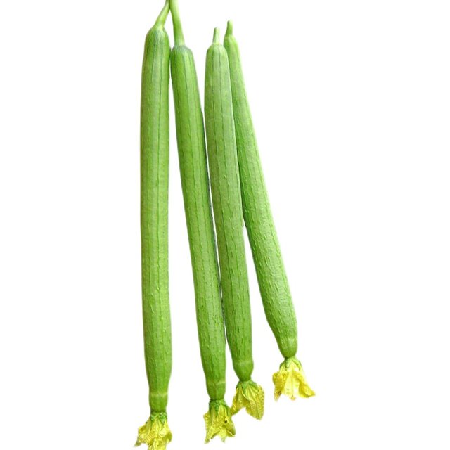 Long-line luffa seed seedlings in spring and autumn, straight, early ...