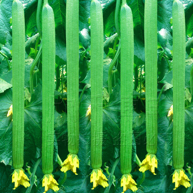 Long-line luffa seed seedlings in spring and autumn, straight, early ...