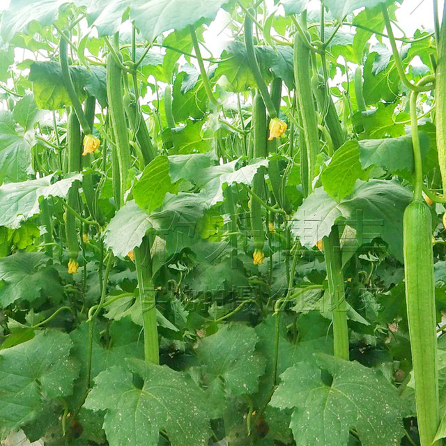Long-line luffa seed seedlings in spring and autumn, straight, early ...
