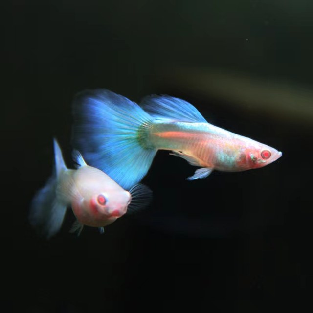 Guppy purebred anchovy ornamental fish small tropical fish live light ...