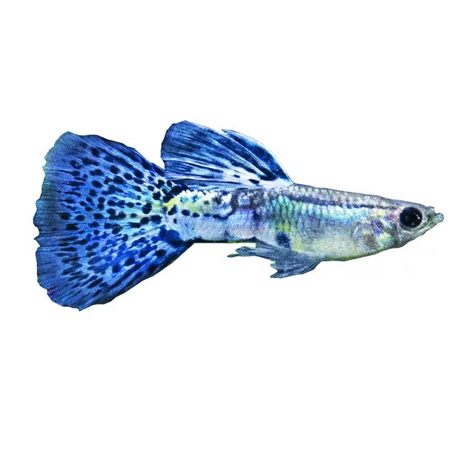 Guppy purebred anchovy ornamental fish small tropical fish live light ...