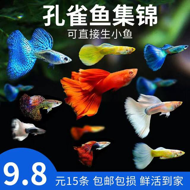 Guppy purebred anchovy ornamental fish small tropical fish live light ...
