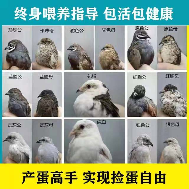 Jiyoujia Internet celebrity rudin chicken 40-60 days young chicken live ...