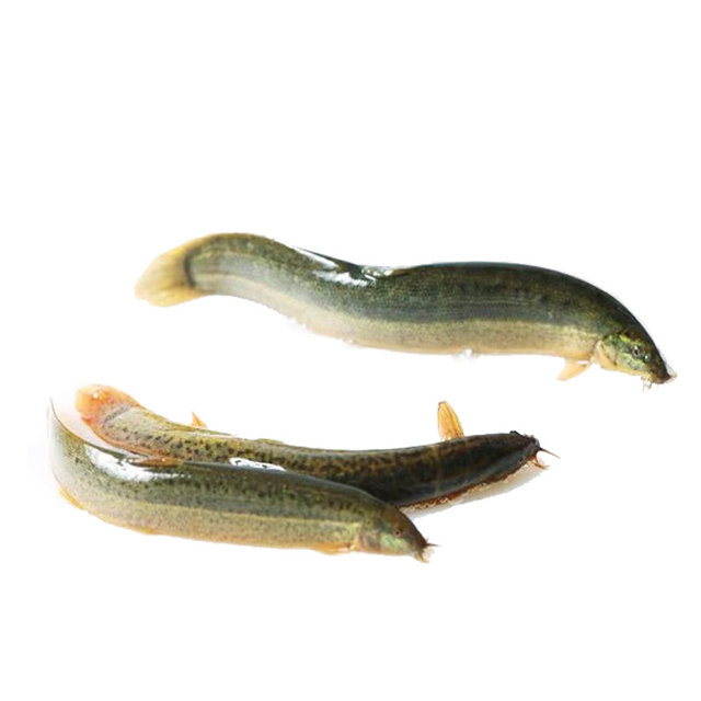 Loach seedlings live feeding pet fishing arowana live bait turtle feed ...