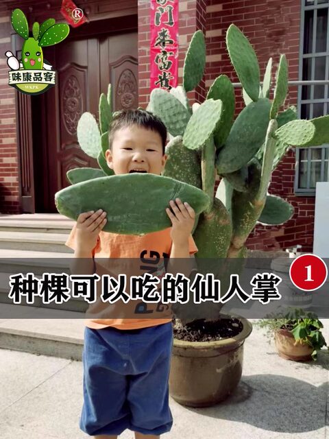 Edible cactus potted fresh medicinal external application internal ...