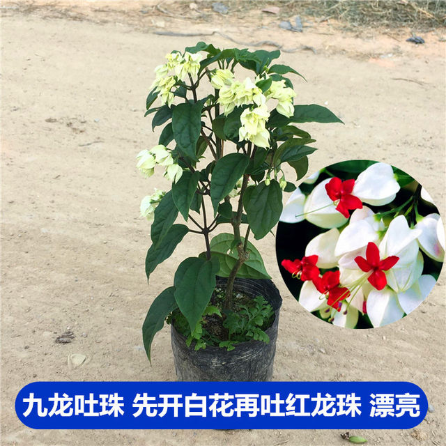 Hot Safflower Dragon Tuzhu Flower Seedling Kirin Tuzhu Florals Flower ...