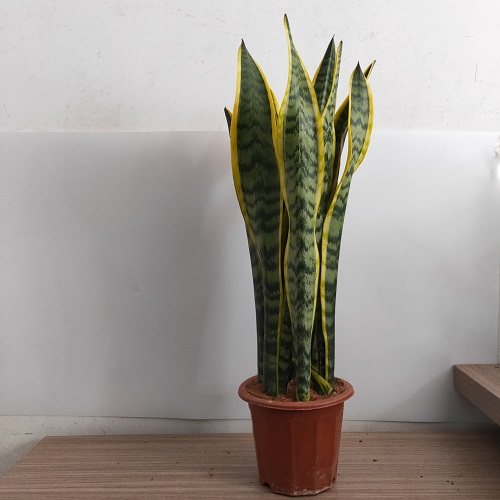 Phnom Penh Tiger Pilan Plant Pot Pot Potted Tiger Tail Orchid Nude ...