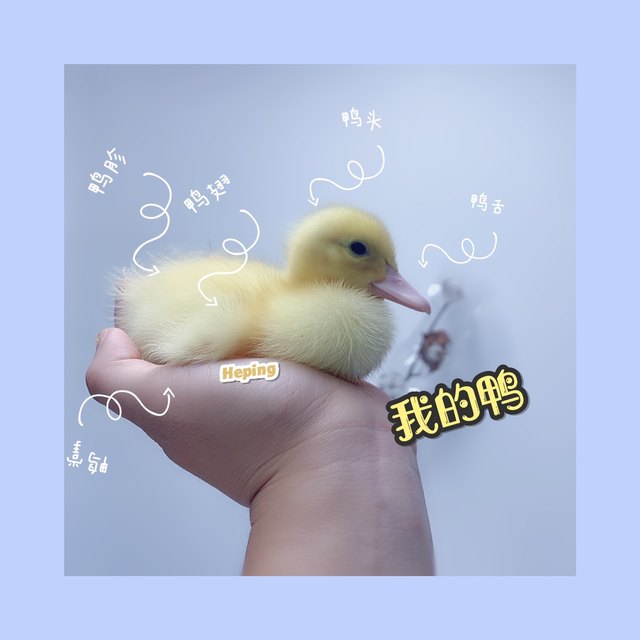 Internet celebrity pet little yellow duck seedling pet duck live little ...