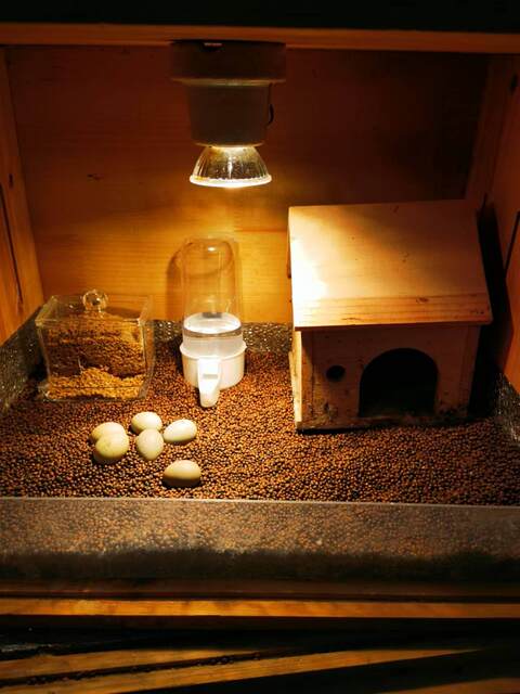 Rudin Chicken Transparent Box Drinking Sink Feeder Chicken Square Box ...